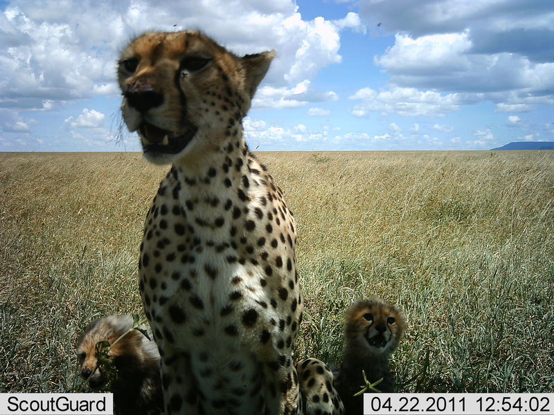 SLP cheetah with cubs | Zooniverse