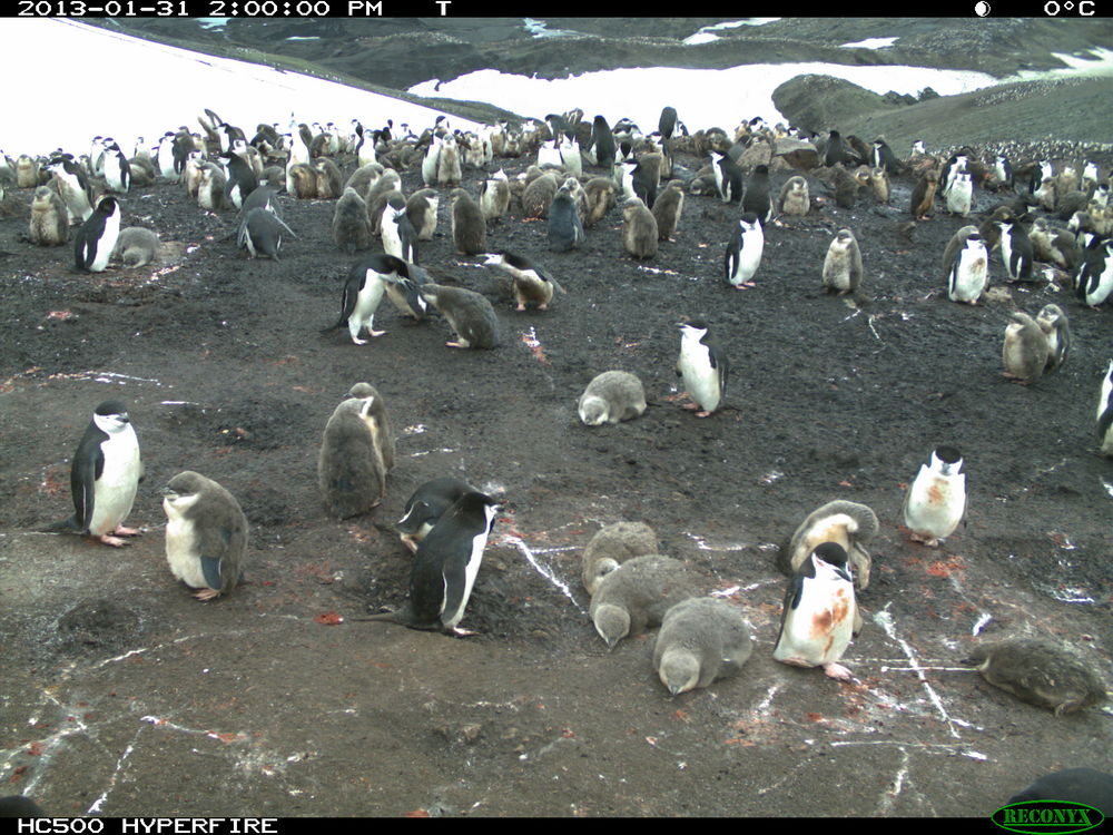 Penguin Watch: Top images so far | Zooniverse