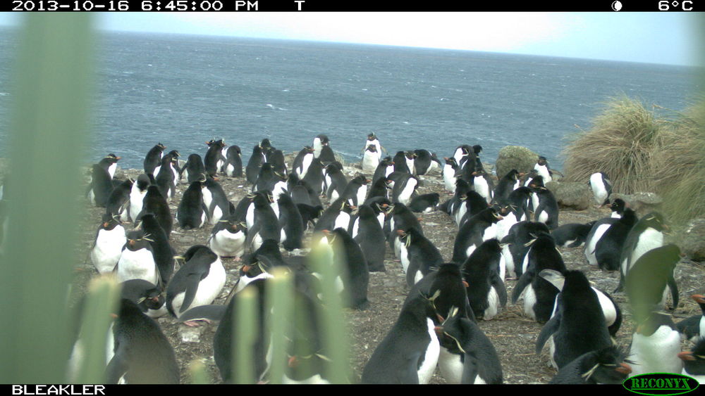 Penguin Watch: Top images so far | Zooniverse