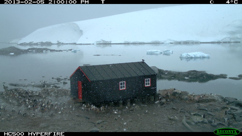 Penguin Watch: Top images so far | Zooniverse