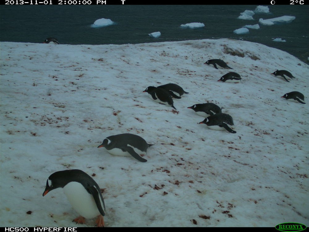Penguin Watch: Top images so far | Zooniverse