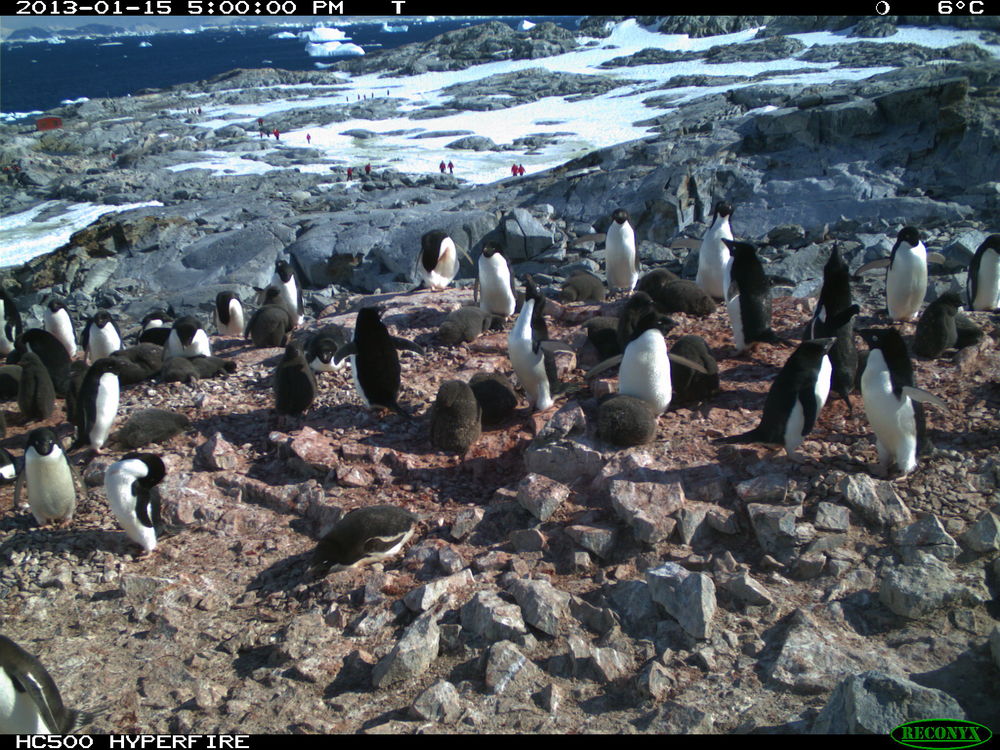 Penguin Watch: Top images so far | Zooniverse